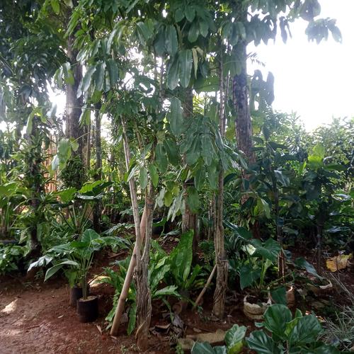 Jual tanaman pohon Walisongo tinggi 3 meter batang besar dan daun besar ...