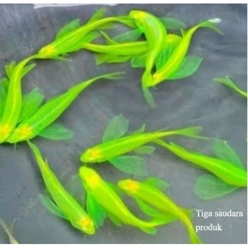 Jual danio slayer mix warna lengkap isi 10 ekor aman garansi pemanis ...