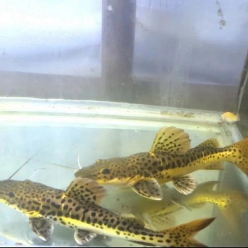 Jual Ikan Hias Predator Tankmate - Leopard Catfish - Jakarta Barat ...