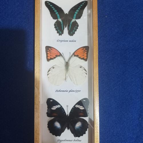 Jual 3 kupu dalam pigura ukuran 10x30cm - Kab. Malang - Taxydermi ...