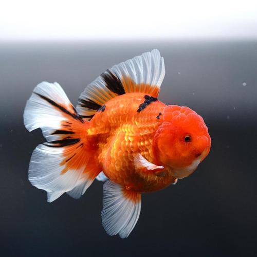 Jual Oranda calico / oranda rosetail / ikan mas koki oranda short body ...