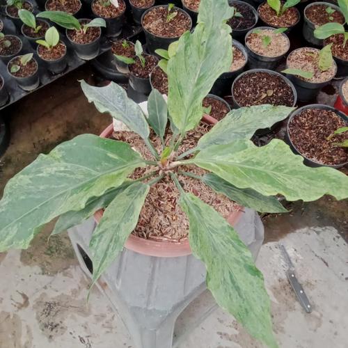 Jual anthurium gelombang cinta varigata putih (trah lampung) roset ...