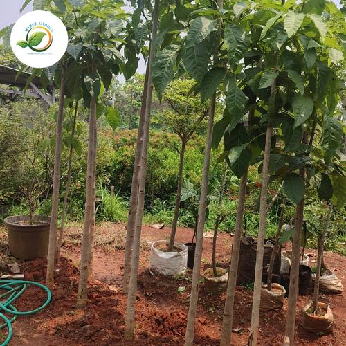 Jual pohon tabebuya rosea 2-3 meter - Kota Depok - marez garden06 ...