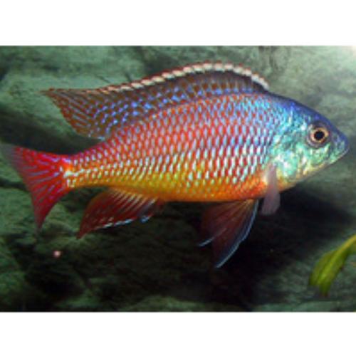 Promo red empress protomelas taeniolatus cichlid - 3cm - Kab. Karawang ...