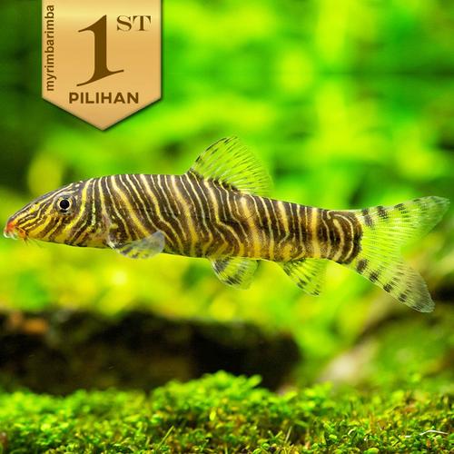 Jual Botia Green Tiger Ikan Hias Aquascape Hiasan Aquarium Tanaman Air ...