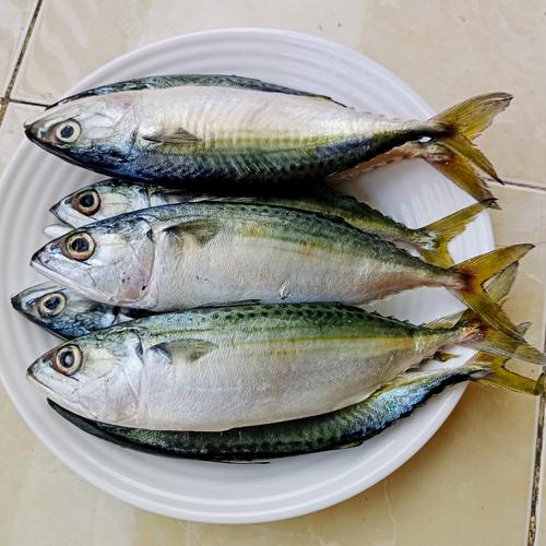 Jual Ikan Kembung Banjar Segar 1kg - Jakarta Utara - Seafood Wike ...