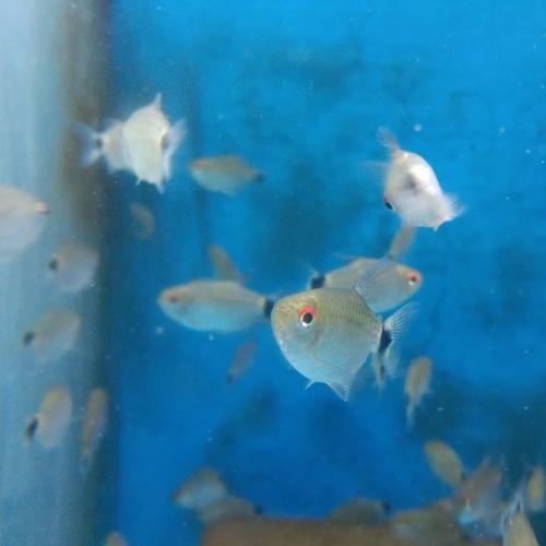 Jual IKAN HIAS AIR TAWAR MANOSA RED EYE BALON TETRA - Kab. Bandung ...