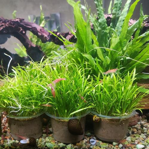 Jual Tanaman Carpet Aquascape Echinodorus Tenellus Porsi Cup Daun Air ...