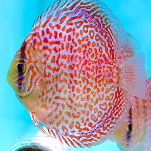 Jual paket ikan discus 2inch grad A 7 ekor - Kab. Bogor - discus guppy ...