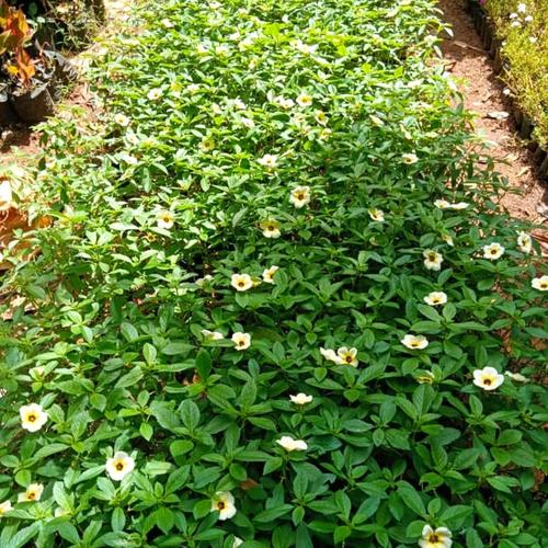 Jual tanaman hias bunga tunera - pohon bunga pukul delapan - Kab. Bogor ...