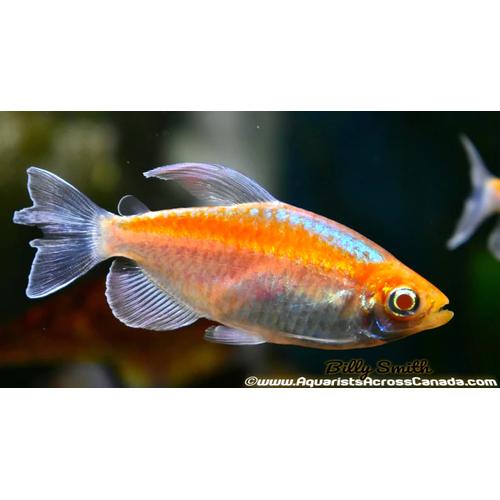Jual Ikan Hias Congo Tetra Albino / Ikan Tetra Schooling / Ikan ...