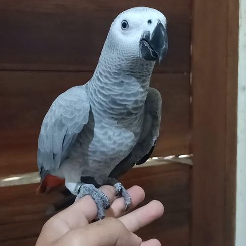 Jual Burung Afgrey/African Grey Parrot - Kota Tangerang - Jaya Parrot ...