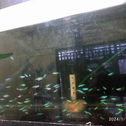 Jual cardinal tetra - Kab. Bekasi - ikan aquascape31 | Tokopedia