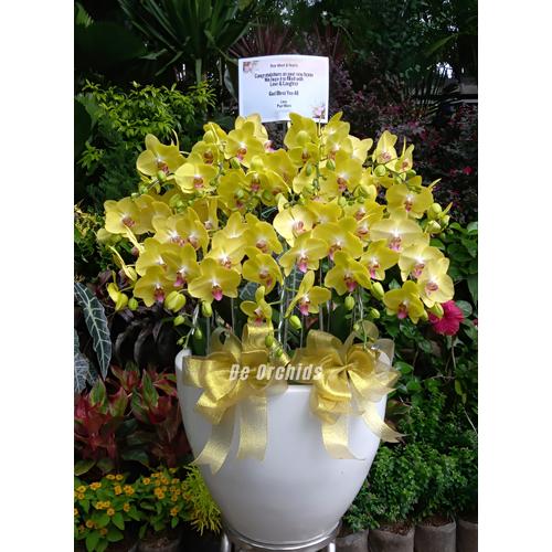Jual Bunga Anggrek bulan Dewasa rangkaian 15 Pohon Warna Kuning ...