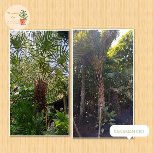Jual Tanaman pohon Palem Phoenix sylvestris atau pohon palm kenari ...