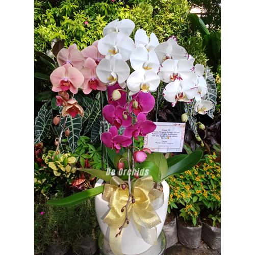 Jual Bunga anggrek bulan dewasa rangkaian 4 Pohon warna Campur ...