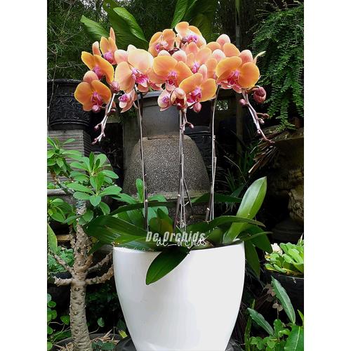 Jual Bunga anggrek bulan dewasa rangkaian 4 Pohon warna Orange ...