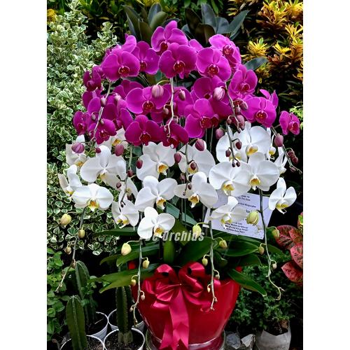 Jual Anggrek bulan Dewasa rangkaian 12 Pohon Warna Putih ungu Pot Merah ...