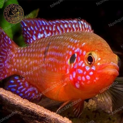 Jual African chiclid Red Jewel Ikan Hias Air Tawar - Ballon size - Kota ...
