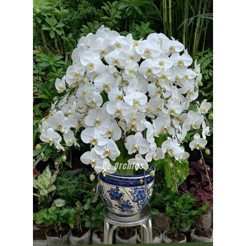 Jual Bunga Anggrek bulan Taiwan rangkaian 15 Pohon Warna Putih, Pot ...