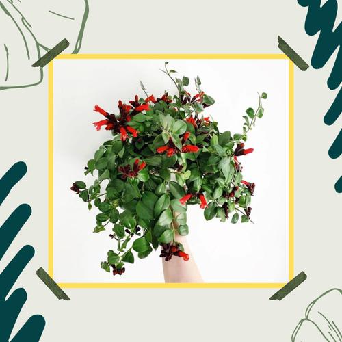 Jual TANAMAN HIAS GANTUNG BUNGA LIPSTIK MERAH /Aeschynanthus Radicans ...