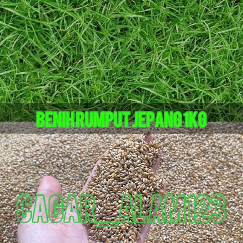 Jual Benih rumput jepang - Kab. Bogor - pusat_aglonema | Tokopedia