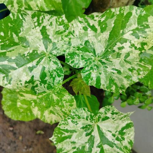 Jual Tanaman jarak pagar Variegata dari biji daun cantik bagus unik ...