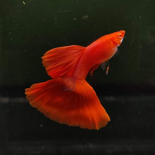 Promo IKAN GUPPY ALBINO FULL RED - betina - Kab. Bantul - Hoby Fish ...
