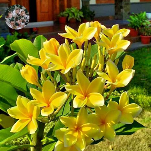 Jual tanaman kamboja kuning - Kota Depok - Ilham garden taman | Tokopedia