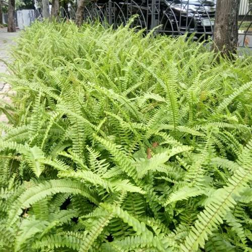 Jual tanaman paku pakis kelabang - tanaman vertical pakis kelabang ...