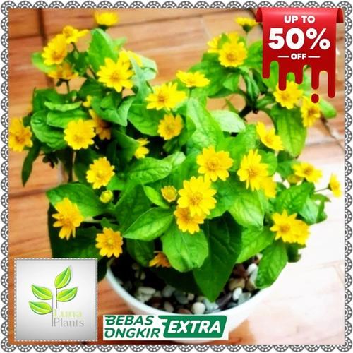 Jual tanaman bunga matahari mini - Kab. Bogor - LunaPlants | Tokopedia
