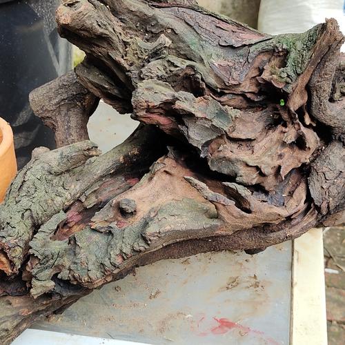 Jual BAHAN BONSAI TANUKI/KAYU MATI GALEUH KAYU KERAS - Kab. Purwakarta ...