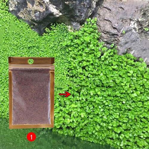 Jual Carpet seed bibit rumput mini dwarf aquarium aquascape. Sachet ...
