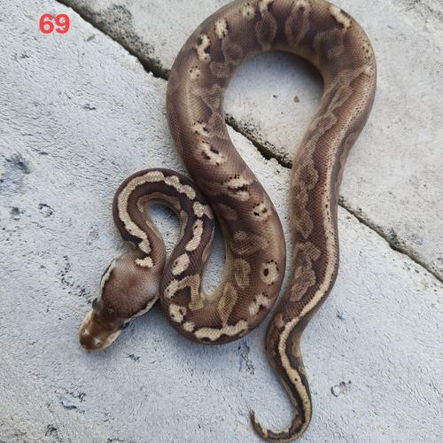 Jual Ball Python Cinnamon GHI Pastel het Albino #69GP4 - Kota ...