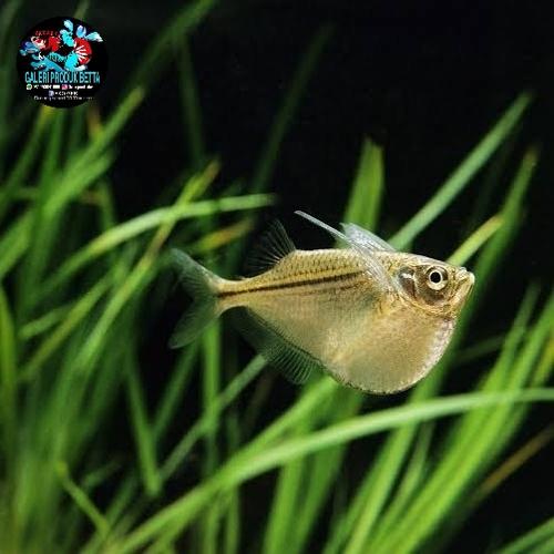 Jual IKAN HIAS AIR TAWAR - IKAN KAPAK / SILVER HATCHET FISH - Jakarta ...