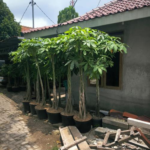 Jual tanaman pachira money tree kepang size besar - Jakarta Utara ...