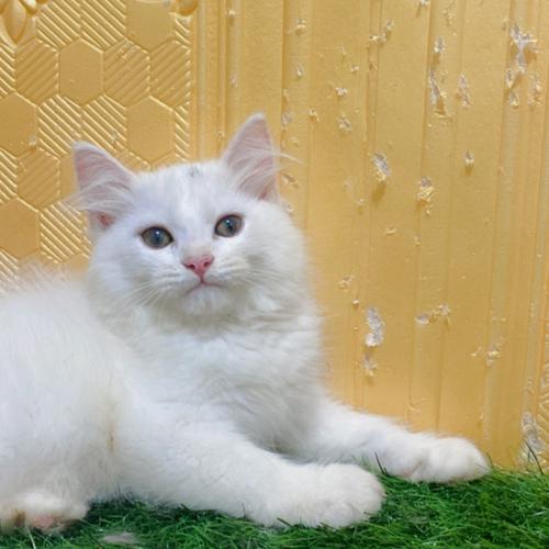 Jual Kucing persian mix mainecoon jantan telinga antena kitten - Kota ...