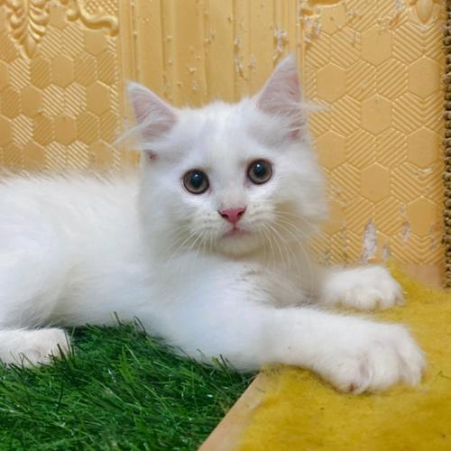 Jual Kucing persian mix mainecoon jantan kitten telinga antena white ...