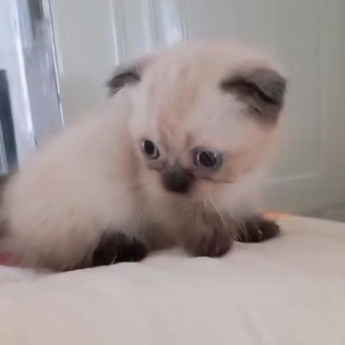 Jual kucing Munchkin gaelic fold / kucing Munchkin Scottish fold ...