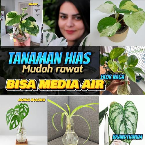 Jual tanaman hias tahan air bisa menggunakan media air tanaman hias ...