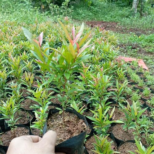 Jual bibit tanaman pucuk merah - pohon pucuk merah - tanaman pagar ...
