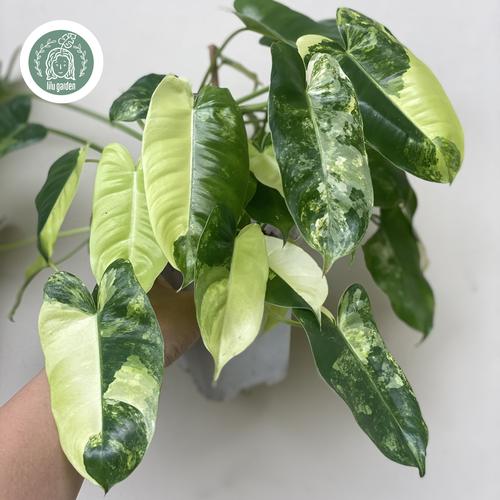 Jual RARE: burlemarx variegata lemon - Jakarta Barat - Lilu Garden ...