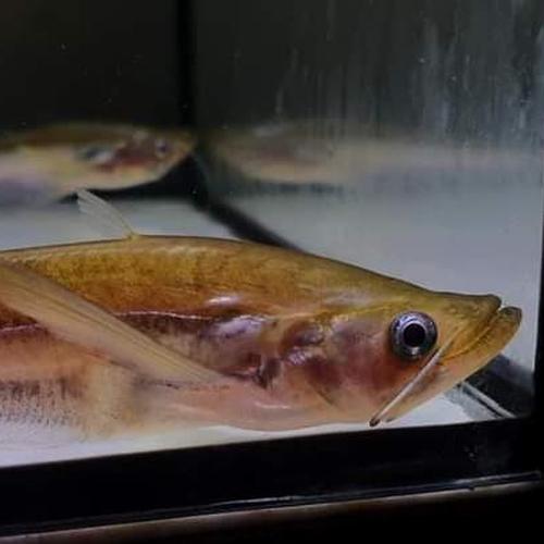 Jual Hiasan Ikan Dinema Catfish - Kota Tangerang - Long Journey FISH ...