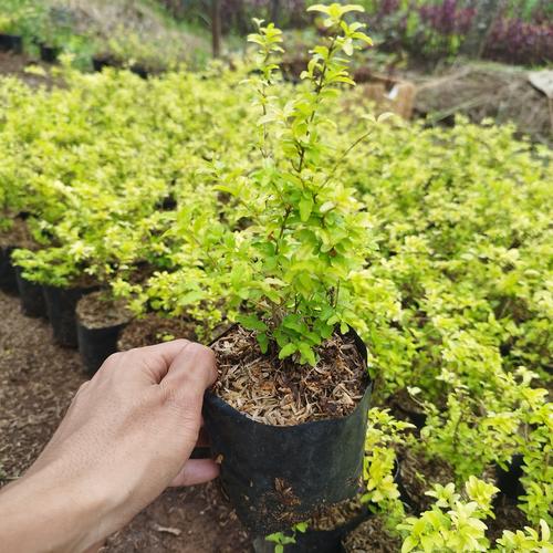 Jual bibit tanaman hias legistrum kuning - pohon legistrum tanan panas ...