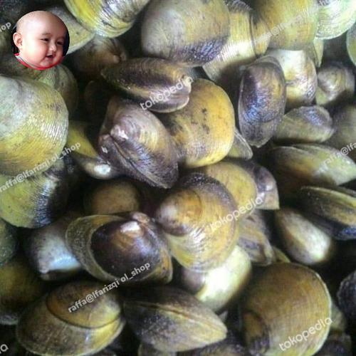 Jual Kerang Toe / kijing Air Tawar Hidup 1.kg - Kota Bekasi - raffa ...