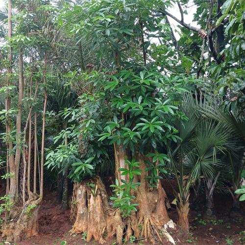 Jual pohon pule fosil pule putih - Kab. Bogor - cv aneka pohon besar ...