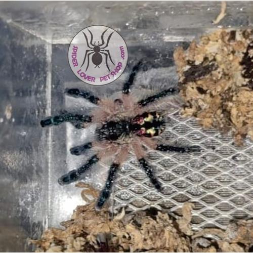 Promo Typhochlaena Seladonia Female Tarantula Cicil 0% 3x - Kota ...