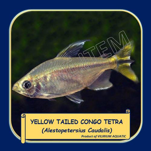 Jual IKAN HIAS AIR TAWAR - CONGO TETRA EKOR KUNING / YELLOW TAILED ...