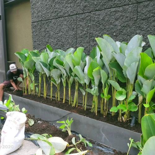 Jual tanaman hias pisang calathea - tanaman pagar Calathea pisang - Kab ...