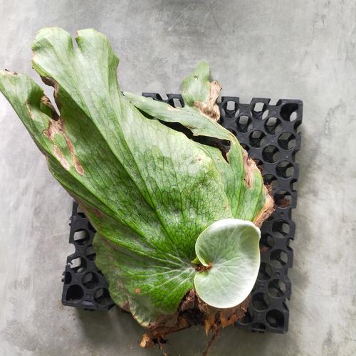 Jual platycerium wandae Papua - Kota Tangerang - My shiro | Tokopedia